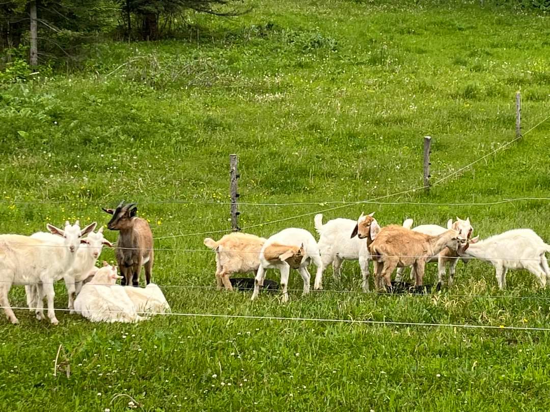 Open Farm Day at Ferron Family Farm / #ExploreNB / Tourism New Brunswick