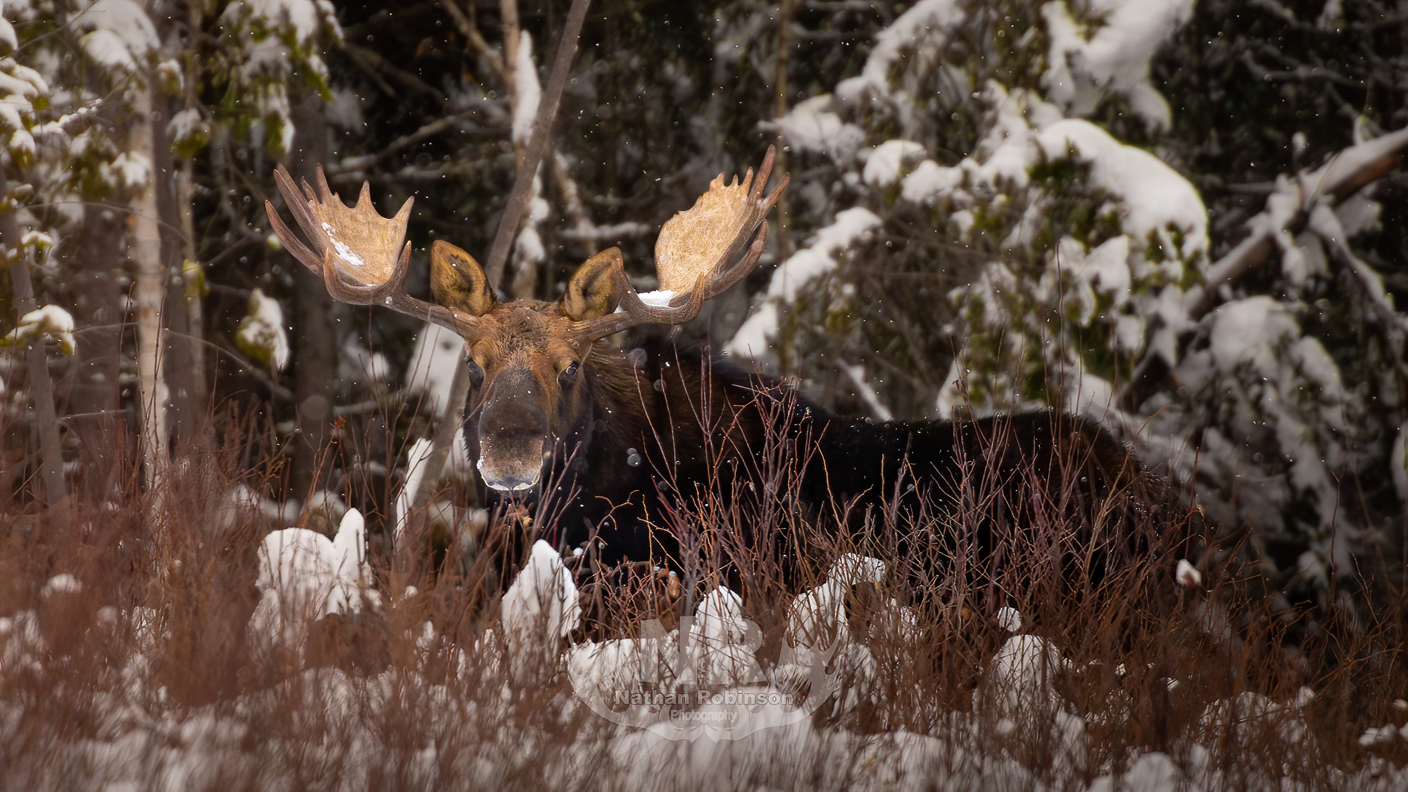 Guided Moose Tours & Wildlife Photography Workshops / #ExploreNB / Tourism New Brunswick